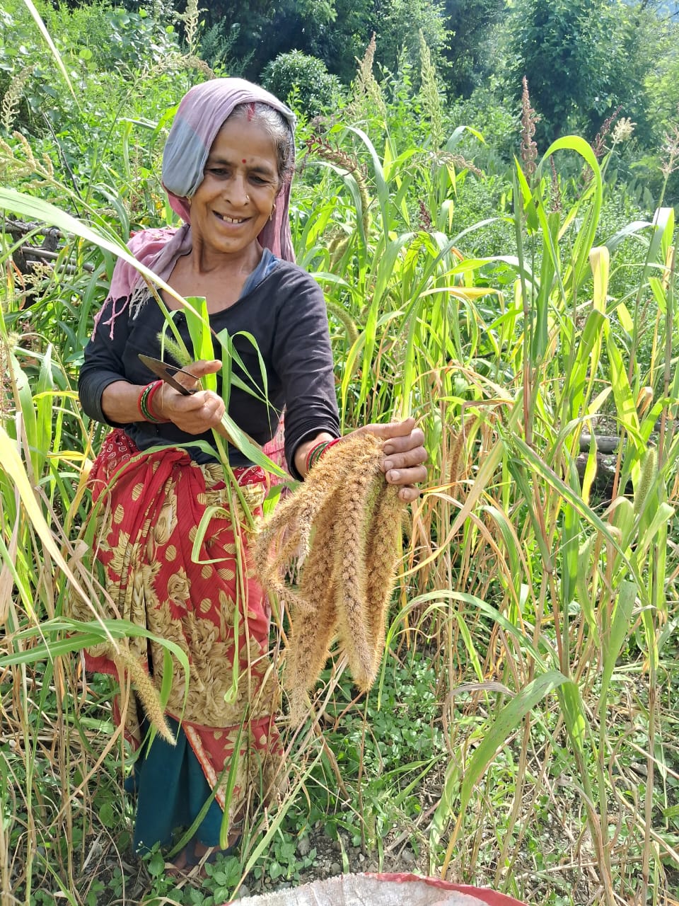 Fostering the Cultivating of the Forgotten Crop – Pahadi Agro Magazine